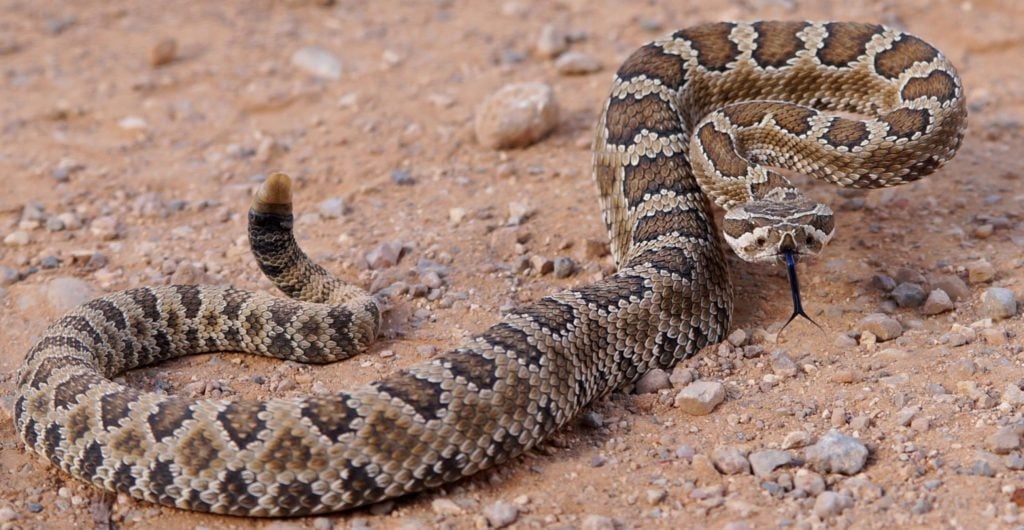 14 Types Of Venomous Snakes Found In Arizona Id Guide Bird Watching Hq