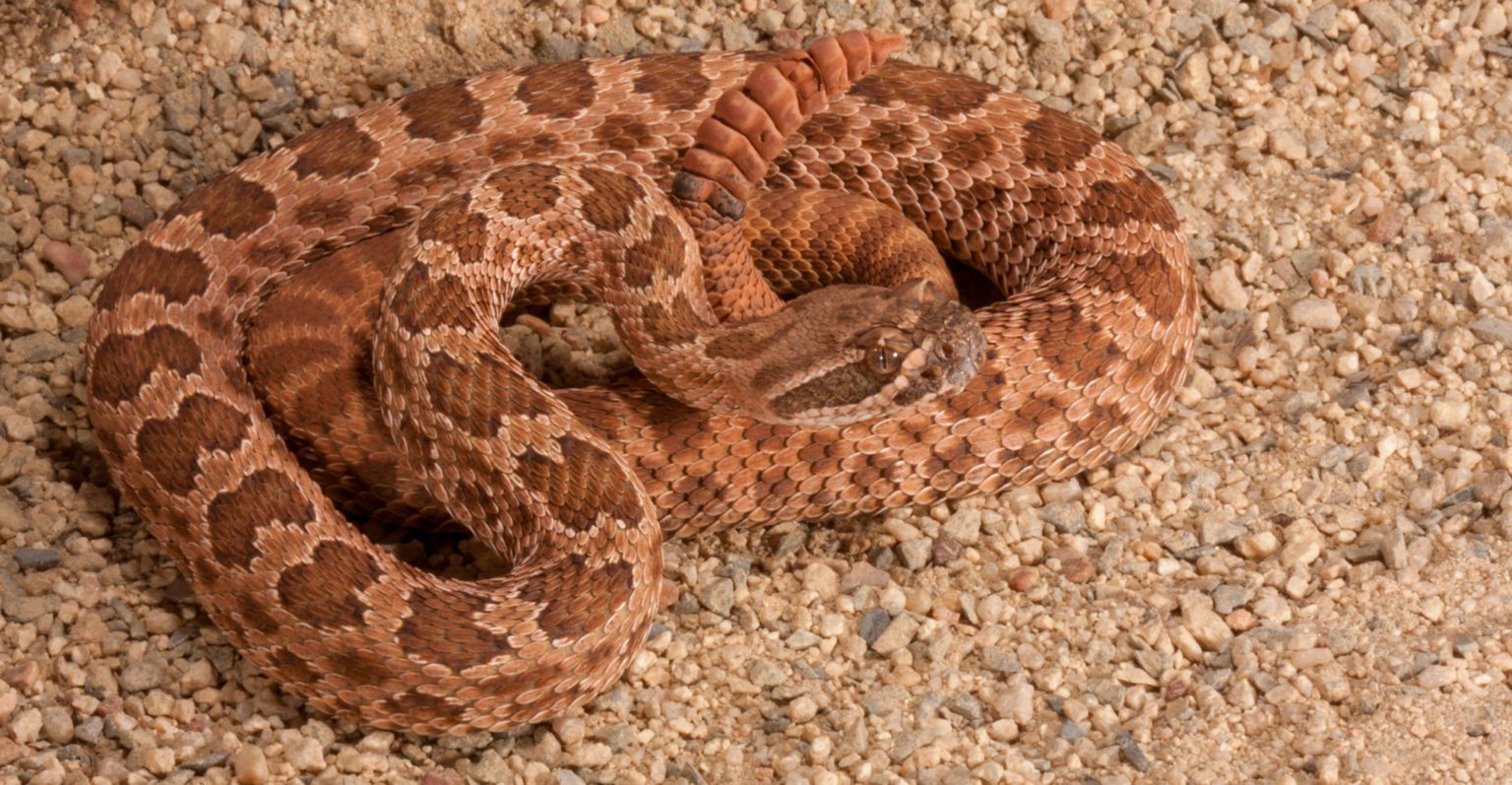 4 Types Of Venomous Snakes Found In Utah Id Guide Bird Watching Hq