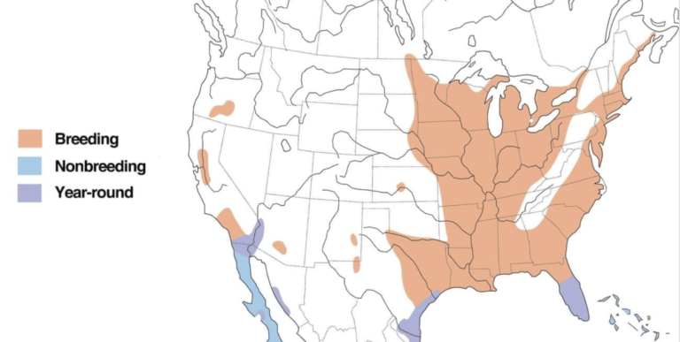 Types Of Herons In Wisconsin 8 Species Bird Watching Hq