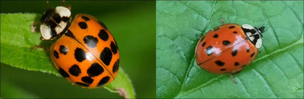 11 Types Of Ladybugs Found In Idaho Id Guide Bird Watching Hq