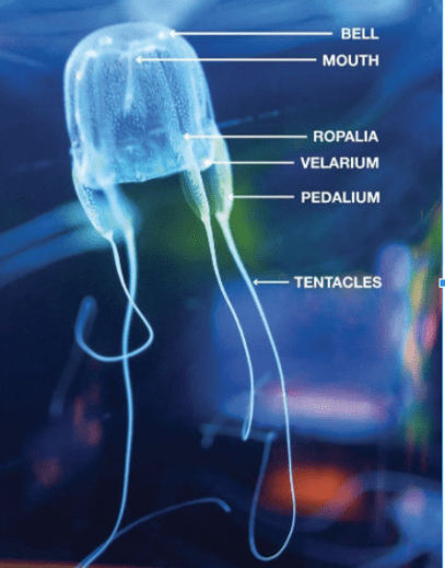 How To Treat Jellyfish Stings County Em