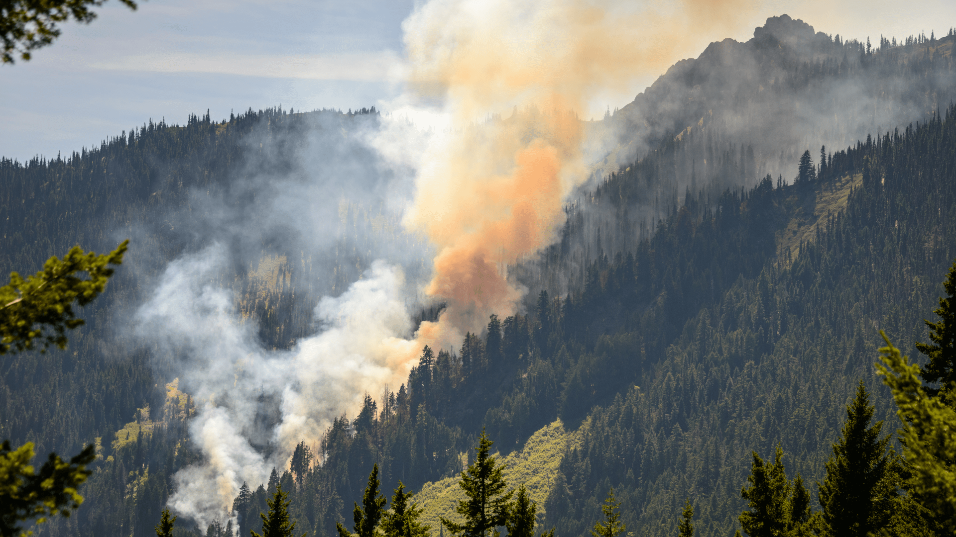 New High Resolution Map Shows Fires Caused One Third Of Global Forest