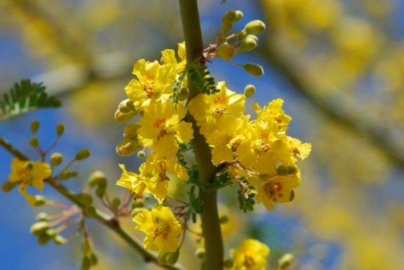 Seed Of The Week Blue Palo Verde Growing With Science Blog