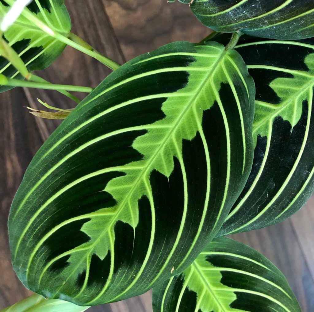 Beautiful Leaves 10 Beautiful House Plants That Are Easy To Find At