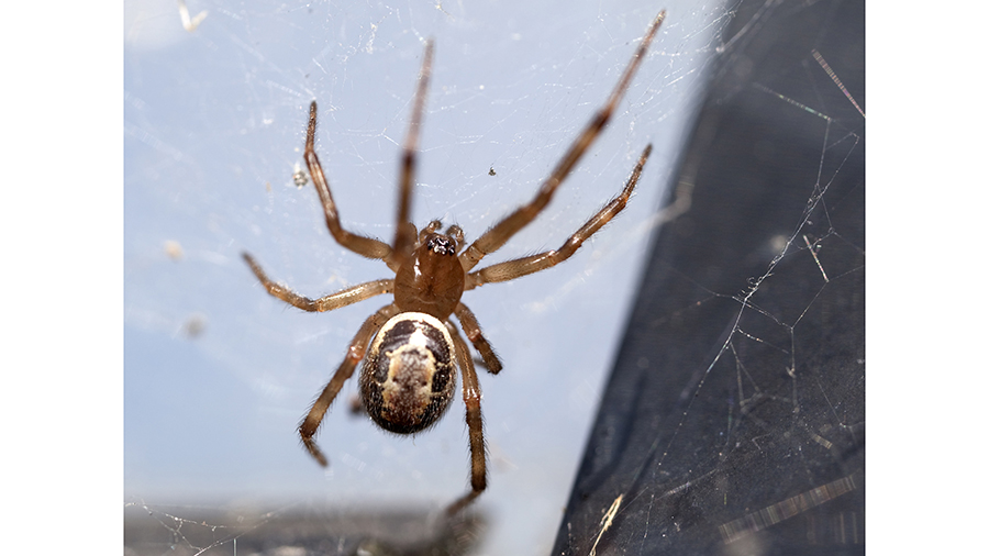 Where Is The Noble False Widow Settling Next Blog