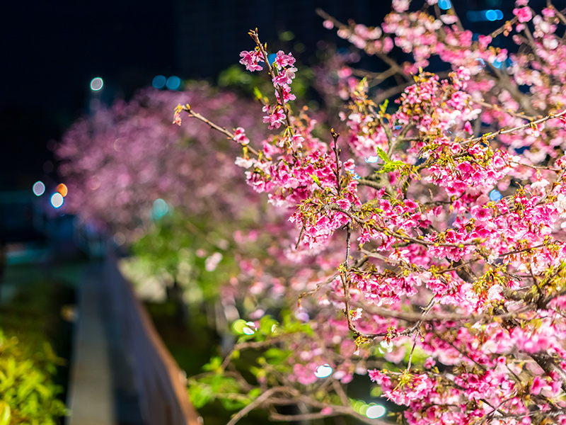 【台灣旅遊】台北賞花攻略就看這包！十大台北賞花景點，等你來打卡！ 東南旅遊部落格