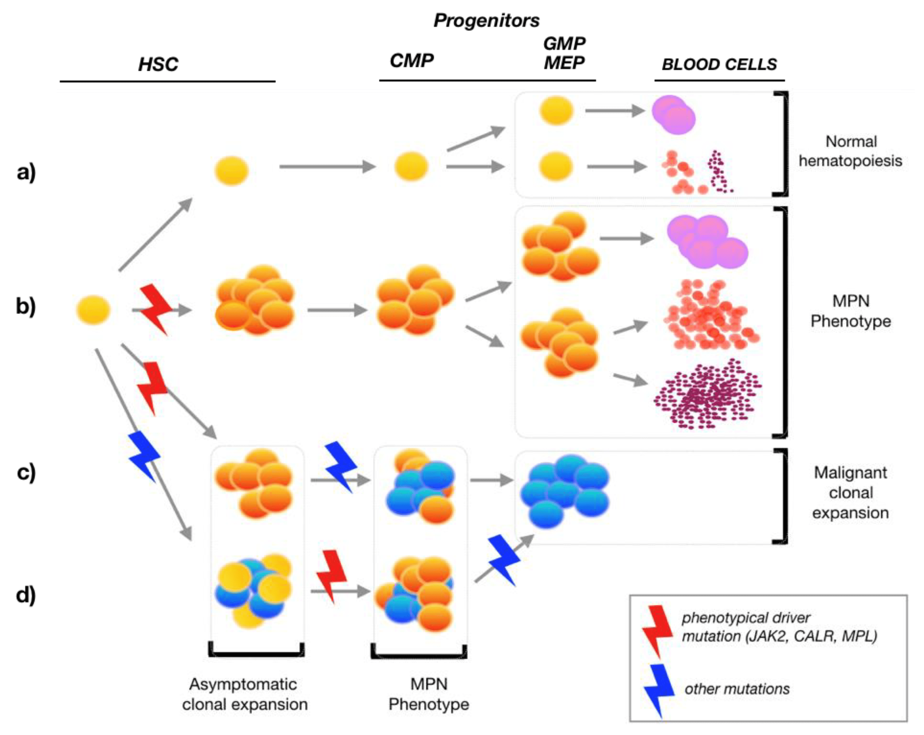 How Are Myeloproliferative Neoplasms Mpns Made From Stem Cells What