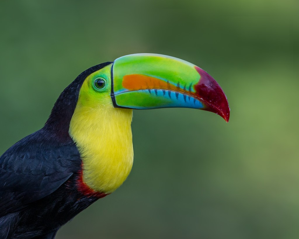 Keel Billed Toucan Home