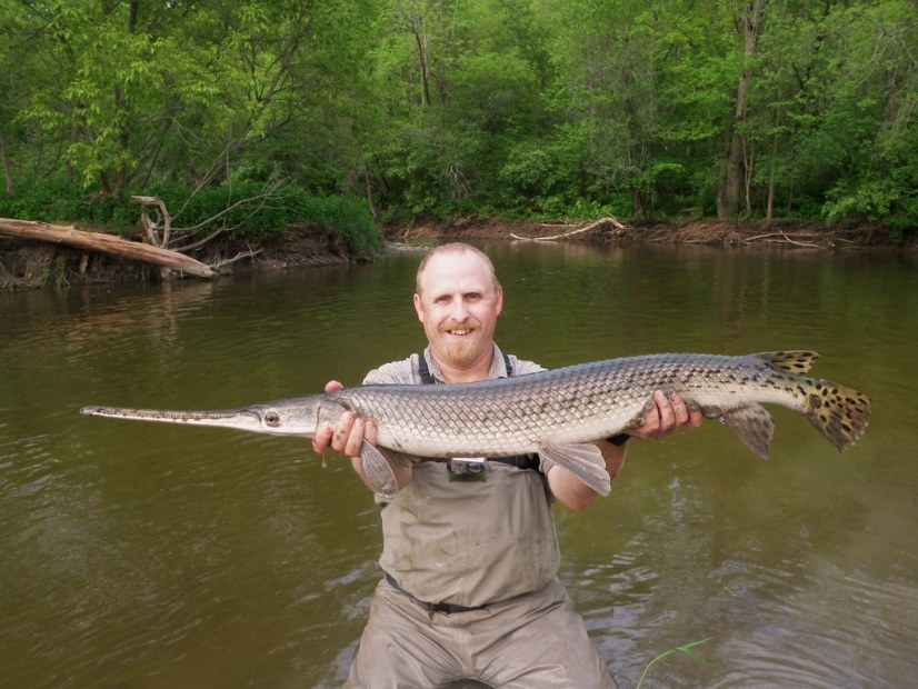 Lepisosteus Osseuslongnose Gar Profile Facts Traits Range Seafish