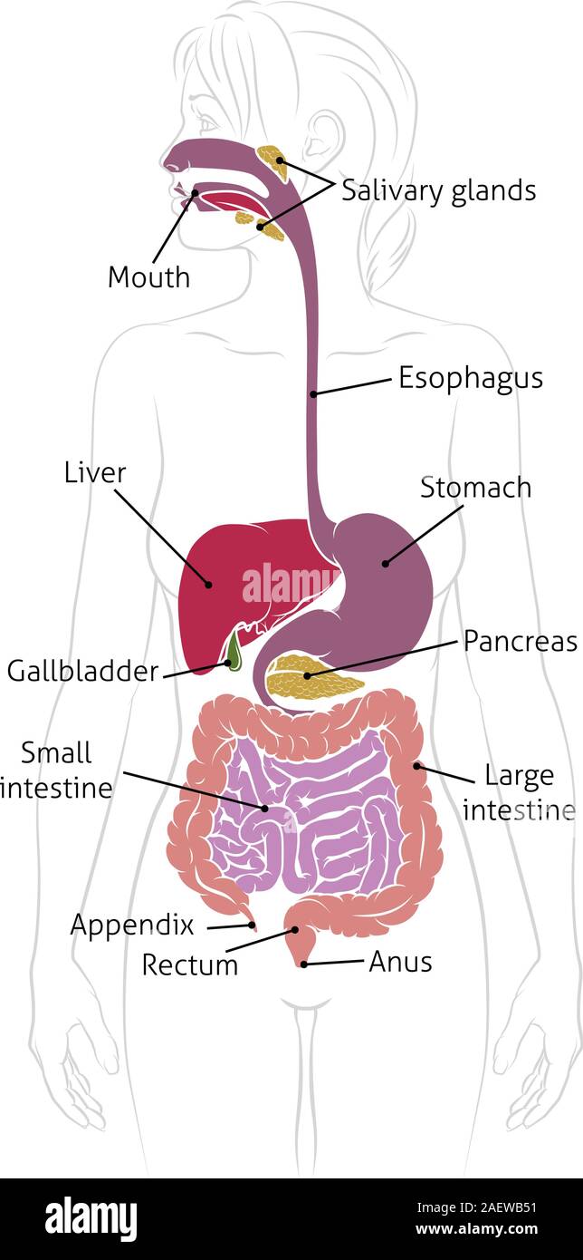 Labelled Diagram Easy Digestive System Drawing Digestive System Of A