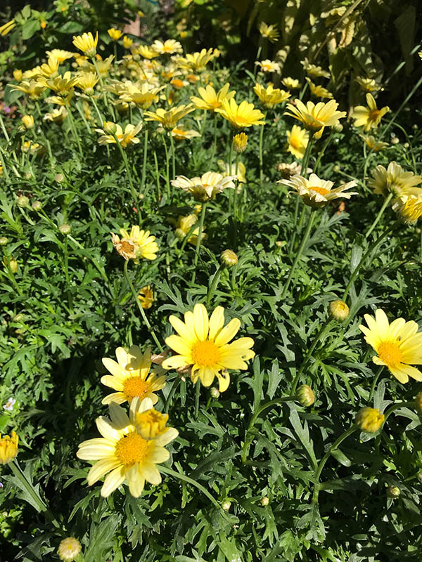 Marguerite Daisy Plants Easy Perennialannual Flower