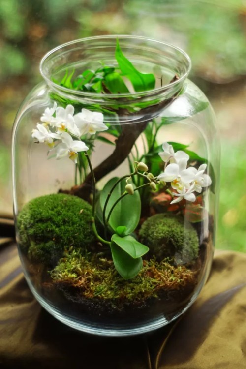 Ternyata Banyak Manfaatnya Yuk Bikin Terrarium Lumut Untuk Hiasan