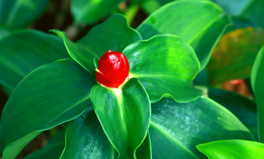 Red Button Ginger A Versatile Plant Full Plant Profile