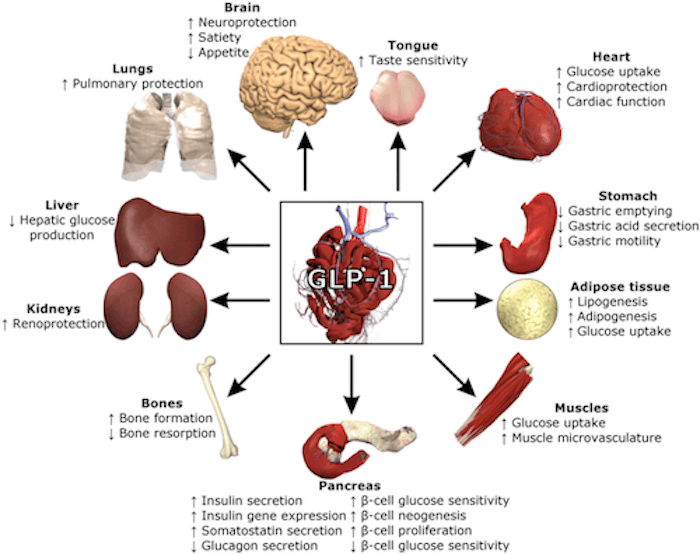 3 Glp 1 Weight Loss Supplements For Lower Blood Sugar And Better Health