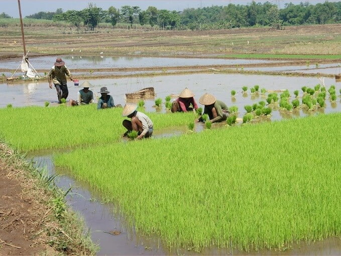 Cara Menanam Padi Yang Terbukti Menghasilkan 12tonha