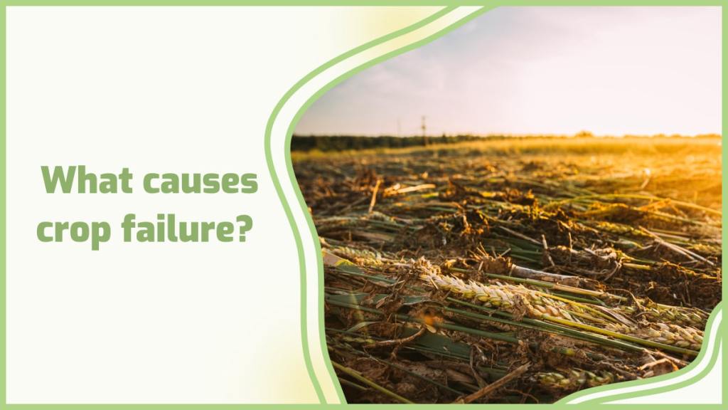 What Causes Crop Failure 🌾