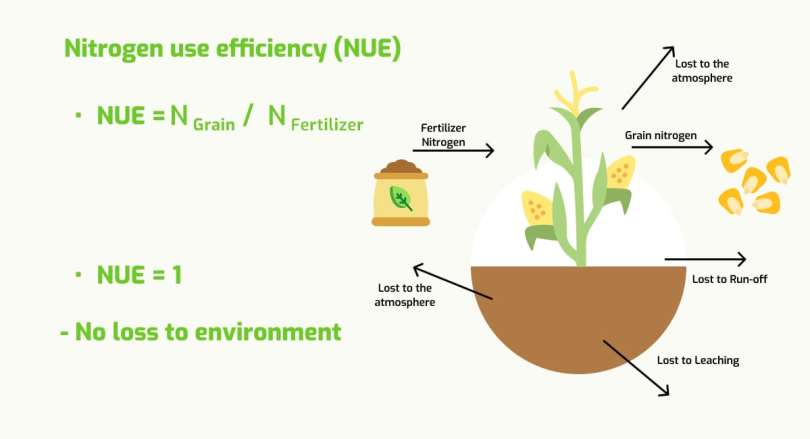 What Is Agronomic Nitrogen Use Efficiency🎍