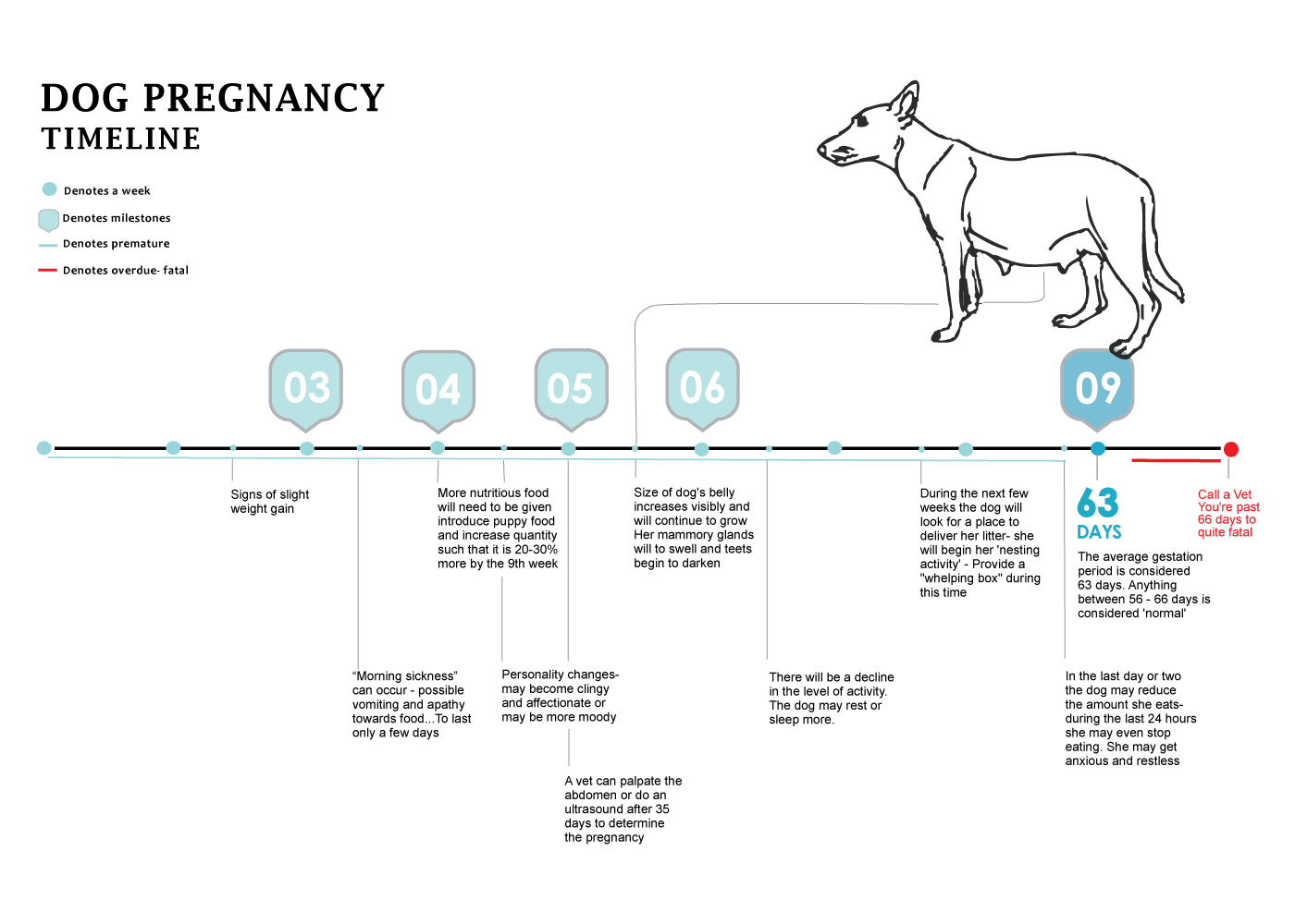 How Long Is Canine Gestation The Signs And Stages Of Pregnancy Images