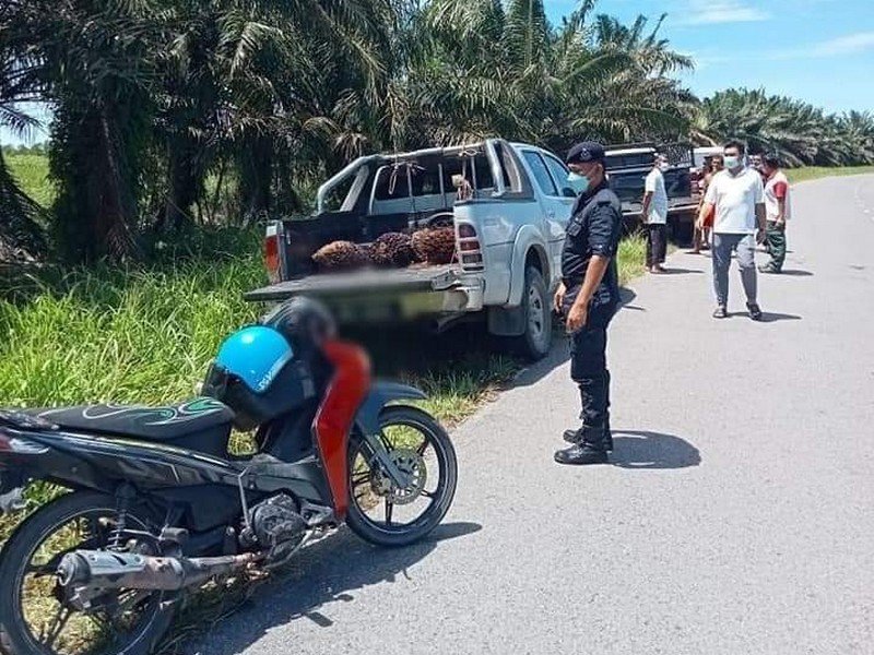 Dua Lelaki Dicekup Polis Kerana Disyaki Mencuri Buah Kelapa Sawit Dari