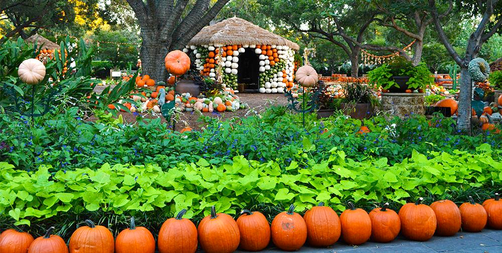 Pumpkin Patches Dfw 2019