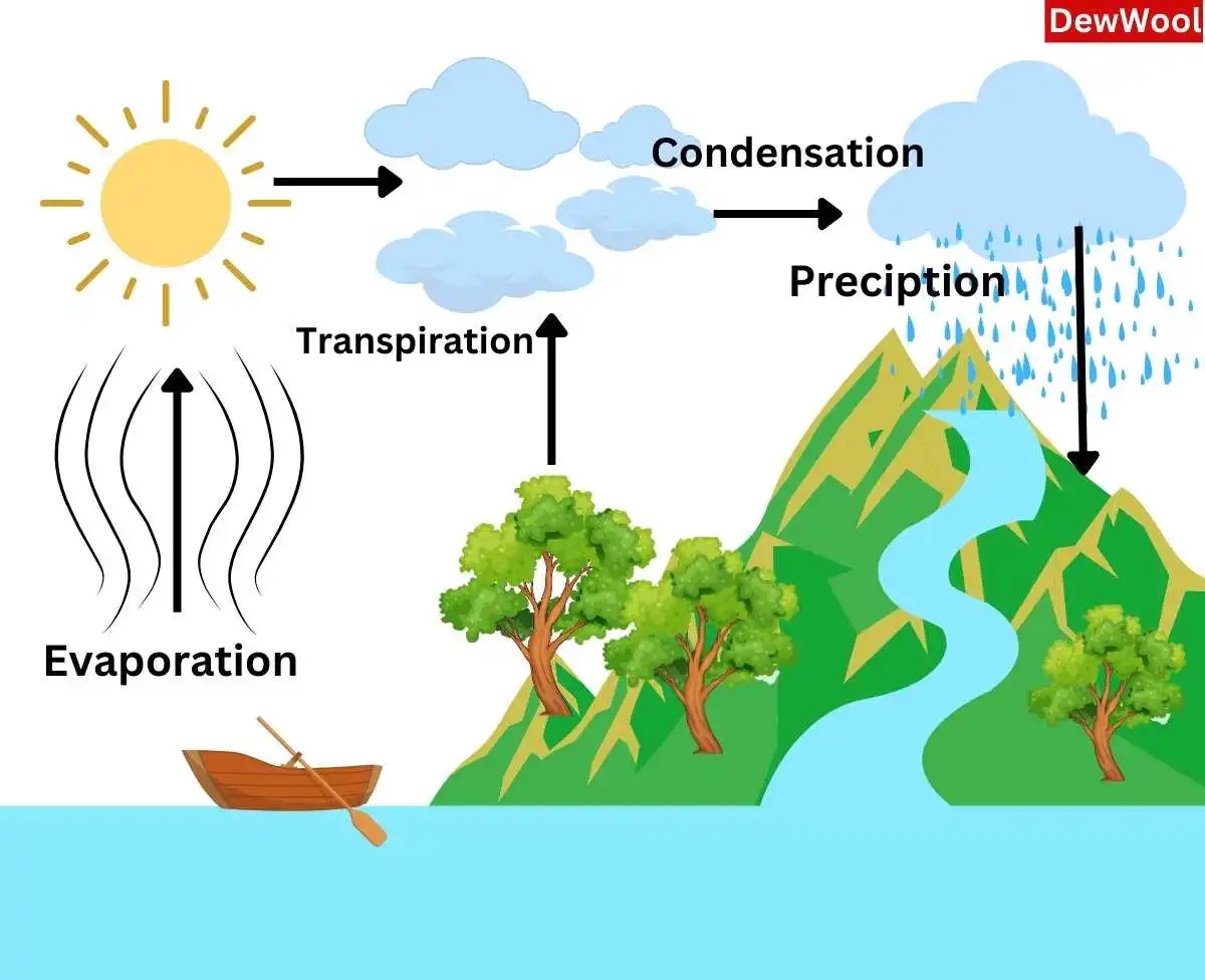 Water Cycle Diagramexplanation Dewwool