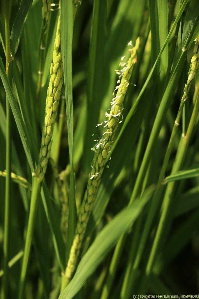 Rice Digital Herbarium Of Crop Plants