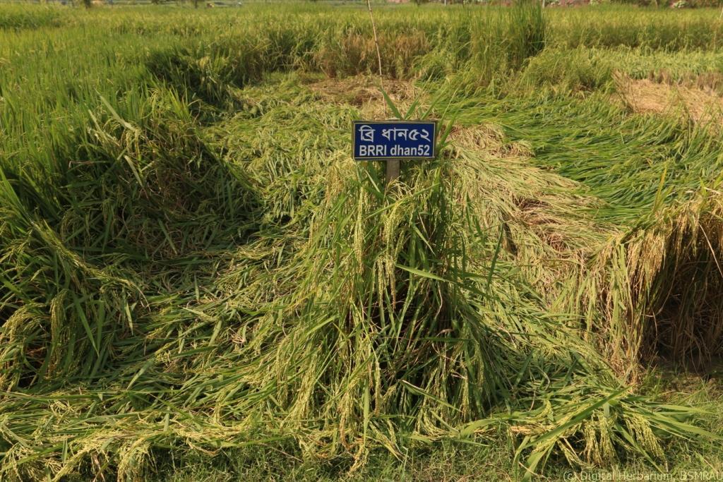 Brri Dhan 52 Digital Herbarium Of Crop Plants