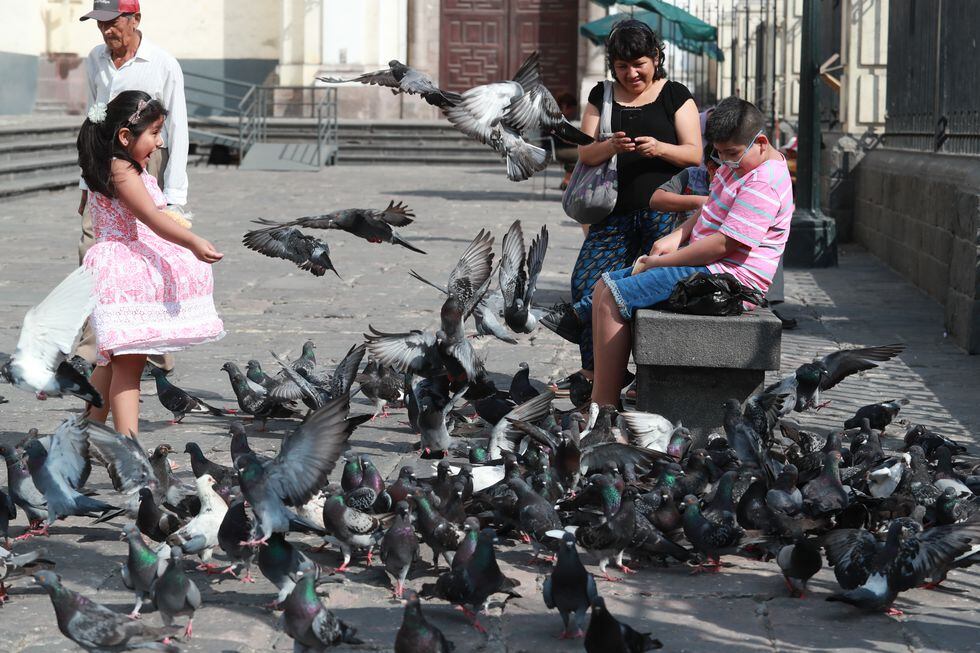 ¡cuidado Estas Siete Enfermedades Son Transmitidas Por Las Palomas