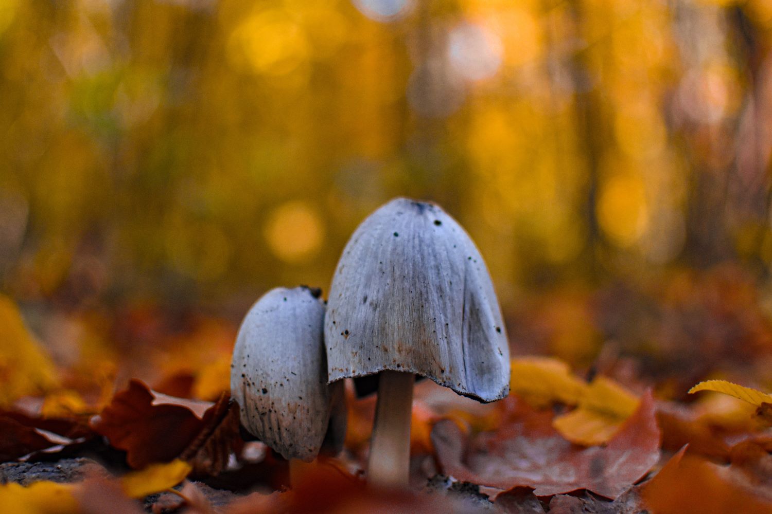 25 Breathtaking Shallow Depth Of Field Examples