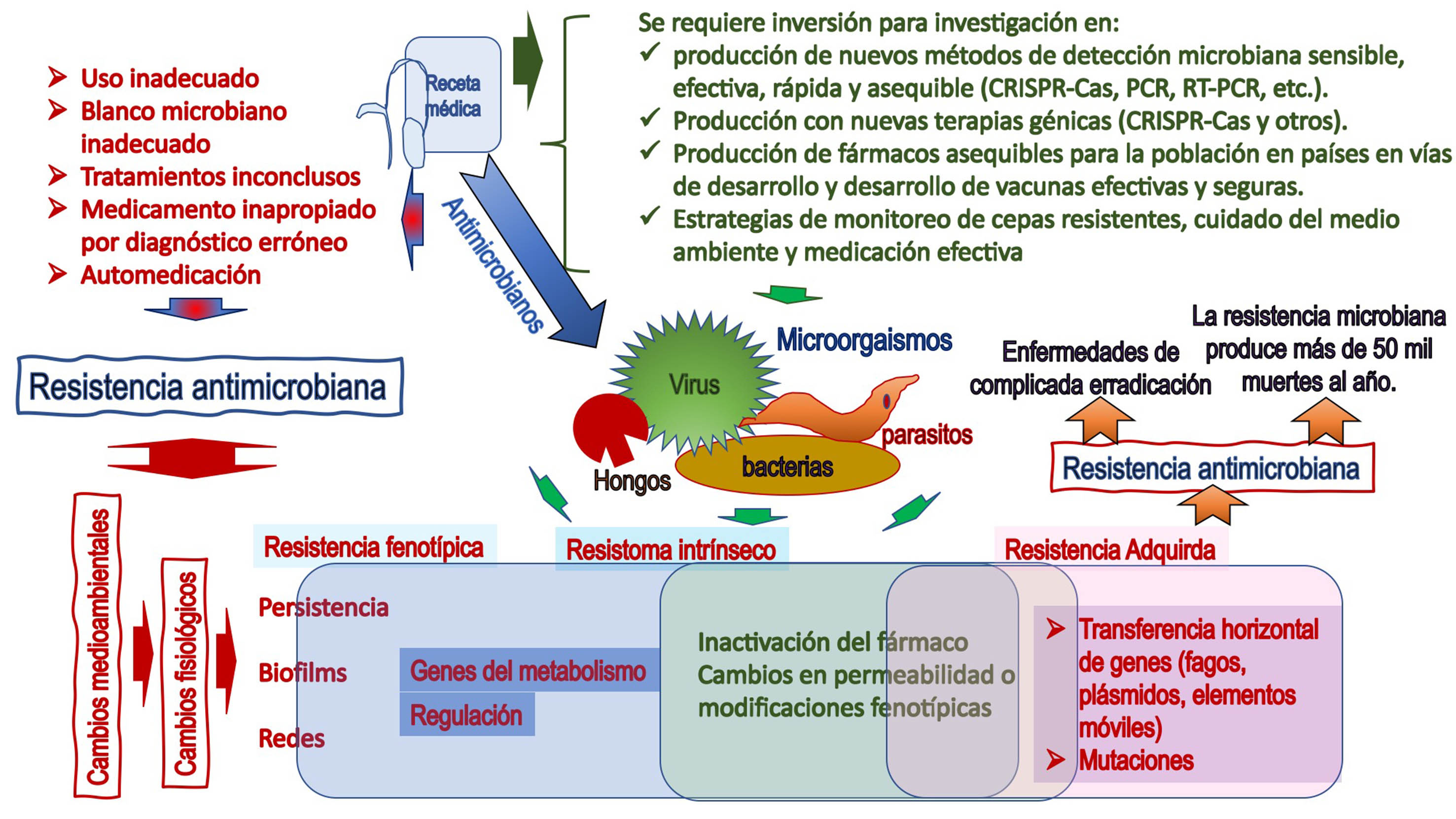 ¿qué Es La Resistencia Antimicrobiana Y Cómo Afecta A Las Personas