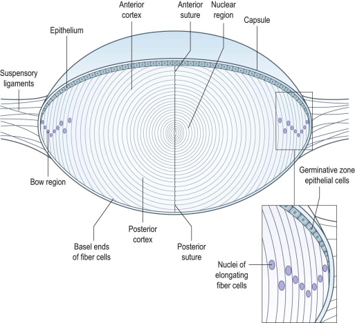 The Lens Ento Key