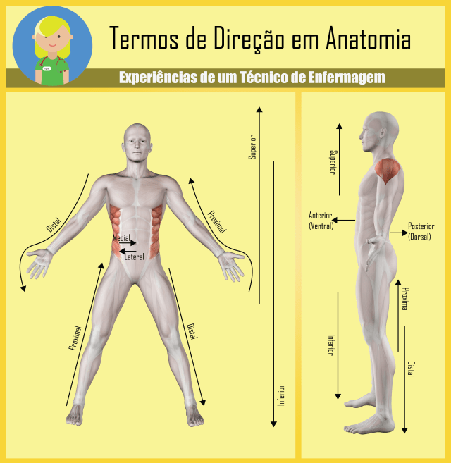 Termos De Direção Em Anatomia Enfermagem Ilustrada