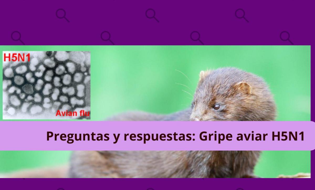 Preguntas Y Respuestas Sobre La Gripe Aviar H5n1