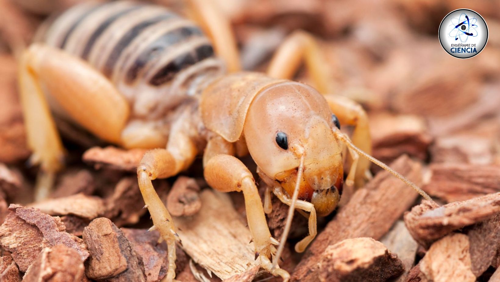 ¿has Visto Alguno De Estos Insectos ¡no Lo Mates Aquí Te Explicamos