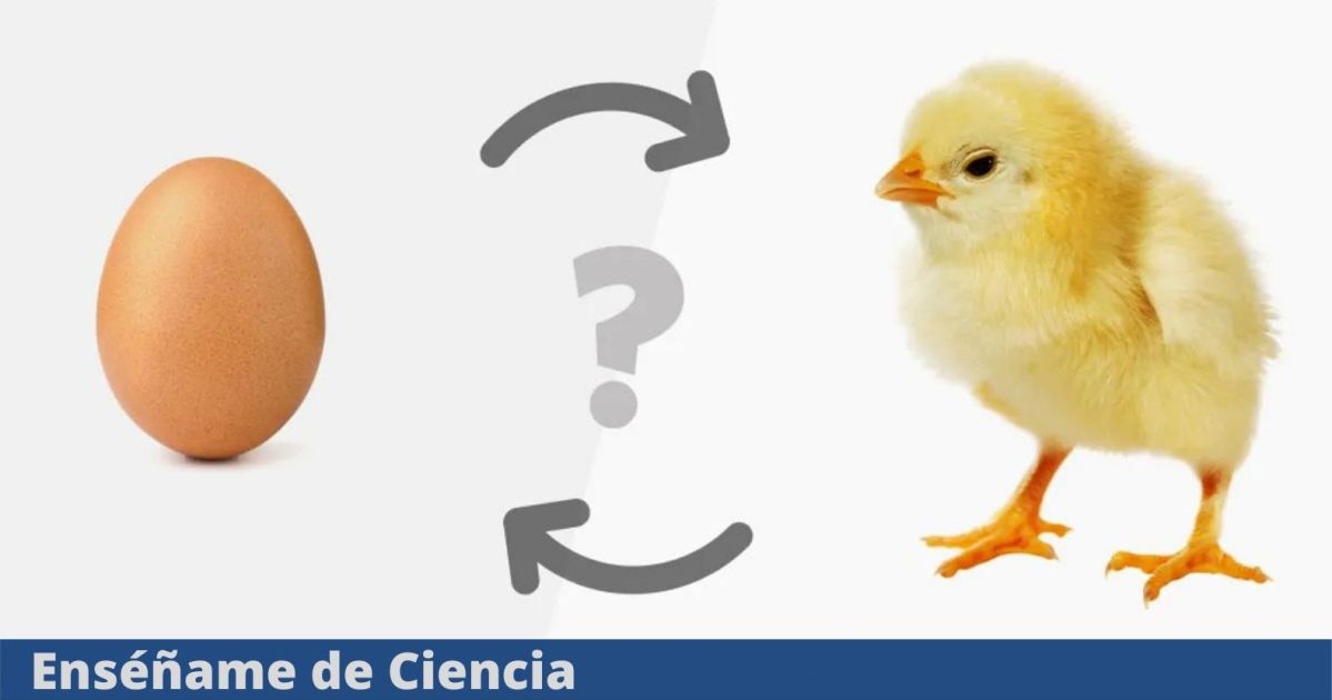 Imagen 77 Imagen Como Saber Si Un Huevo Es Pollo O Gallina