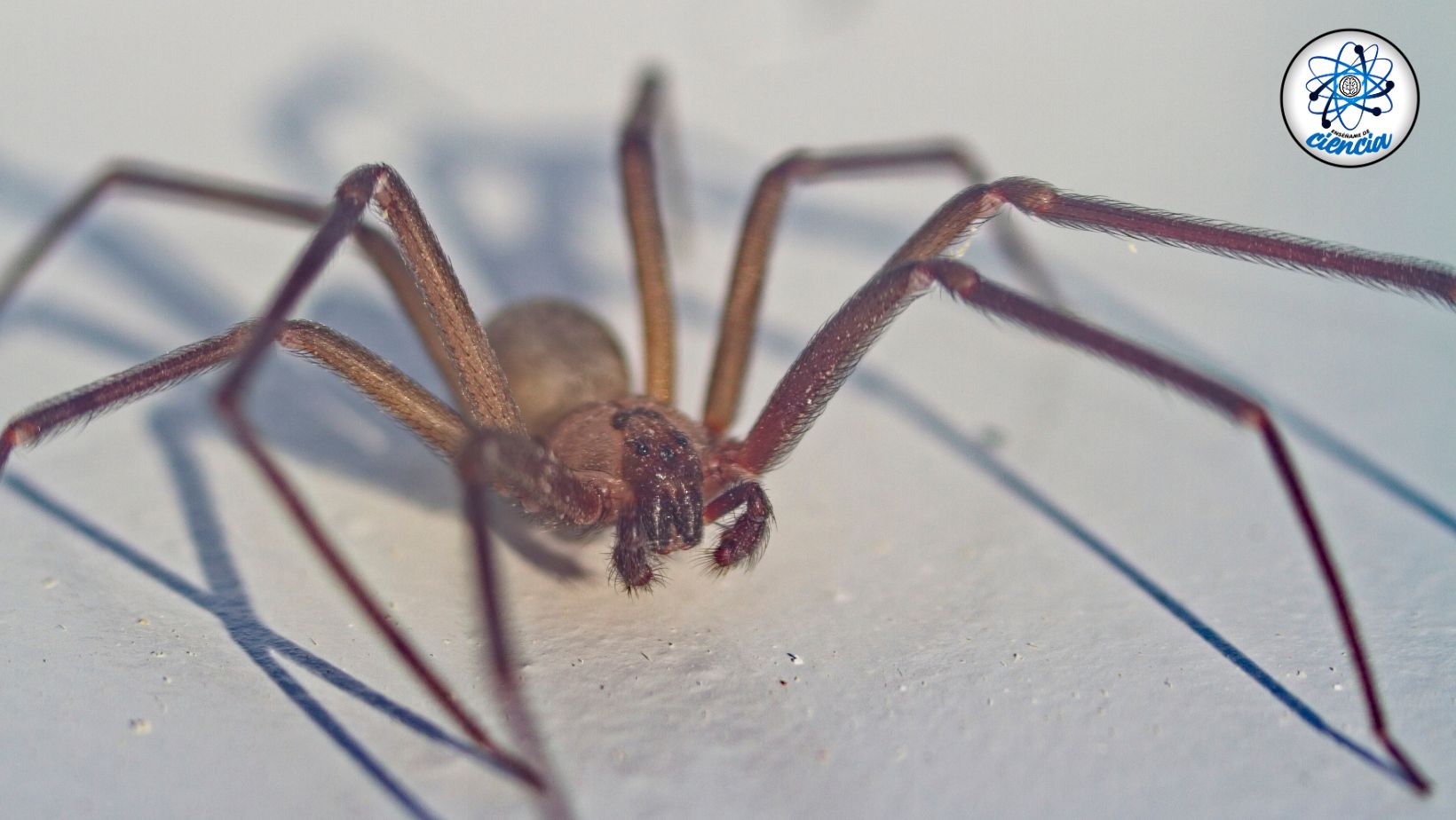 Cómo Reconocer A Una Araña Violinista Y Qué Hacer Ante Una Mordedura