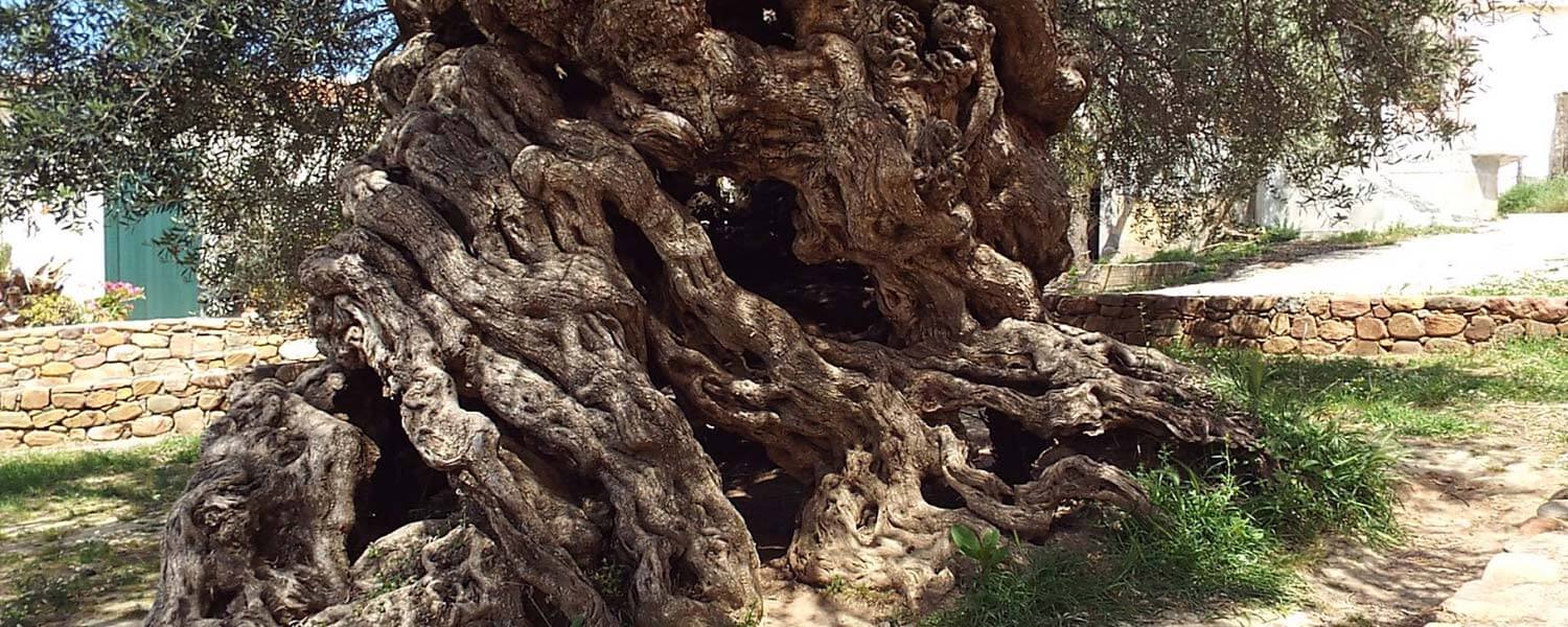 Este árbol De Olivo Tiene Más De 3000 Años Y Todavía Sigue Dando