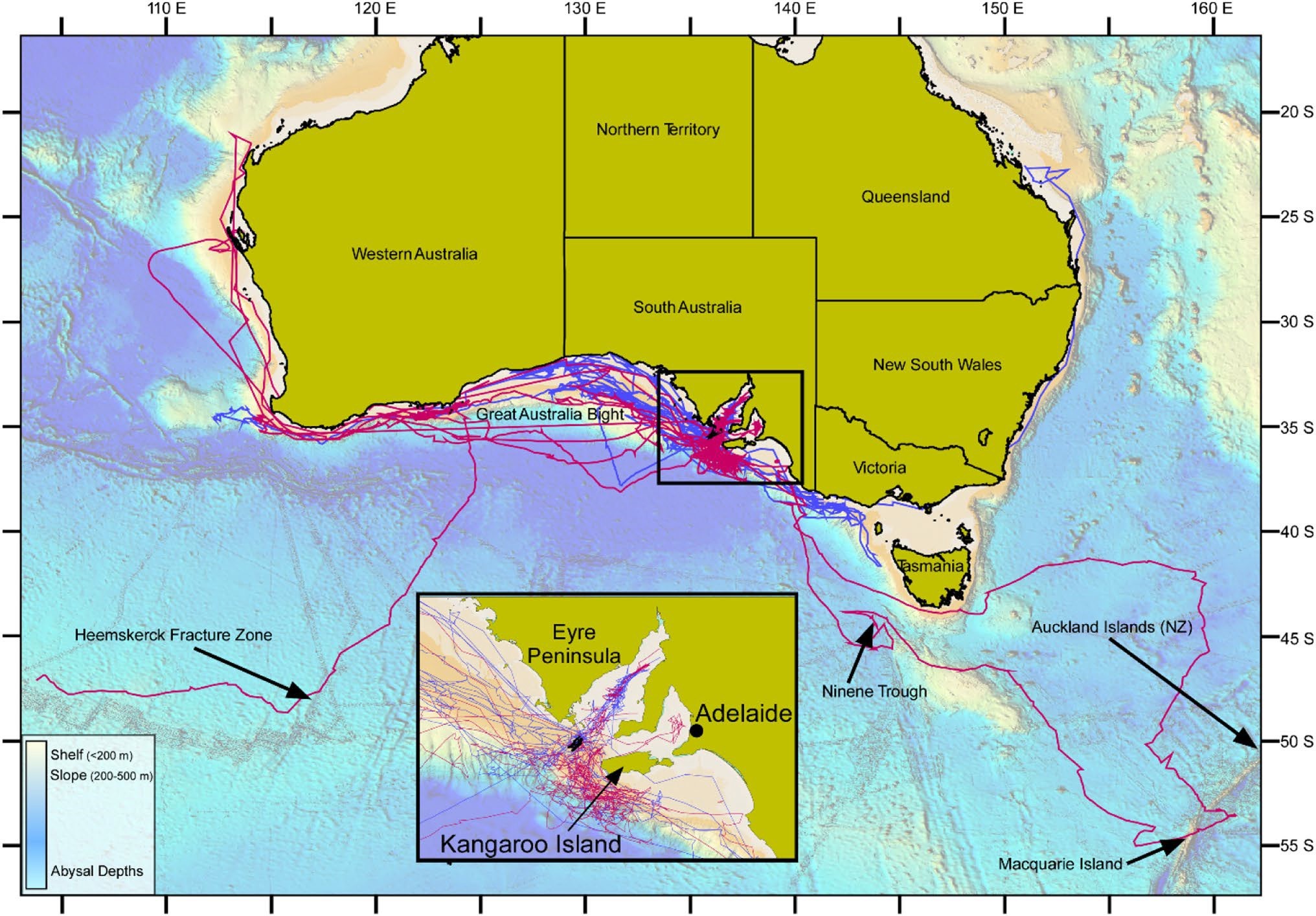 White Shark Tracking Ecos