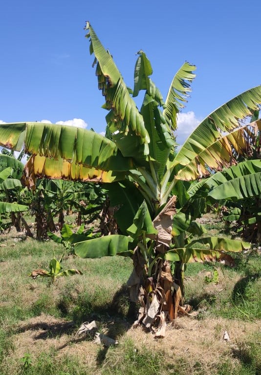 Hongo Del Banano Y Plátano Qué Es El Foc R4t Y Cuál Es Su Riesgo En