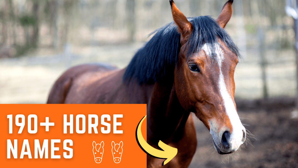 The Perfect Name For Your Horse List Of 190 Unique Horse Names