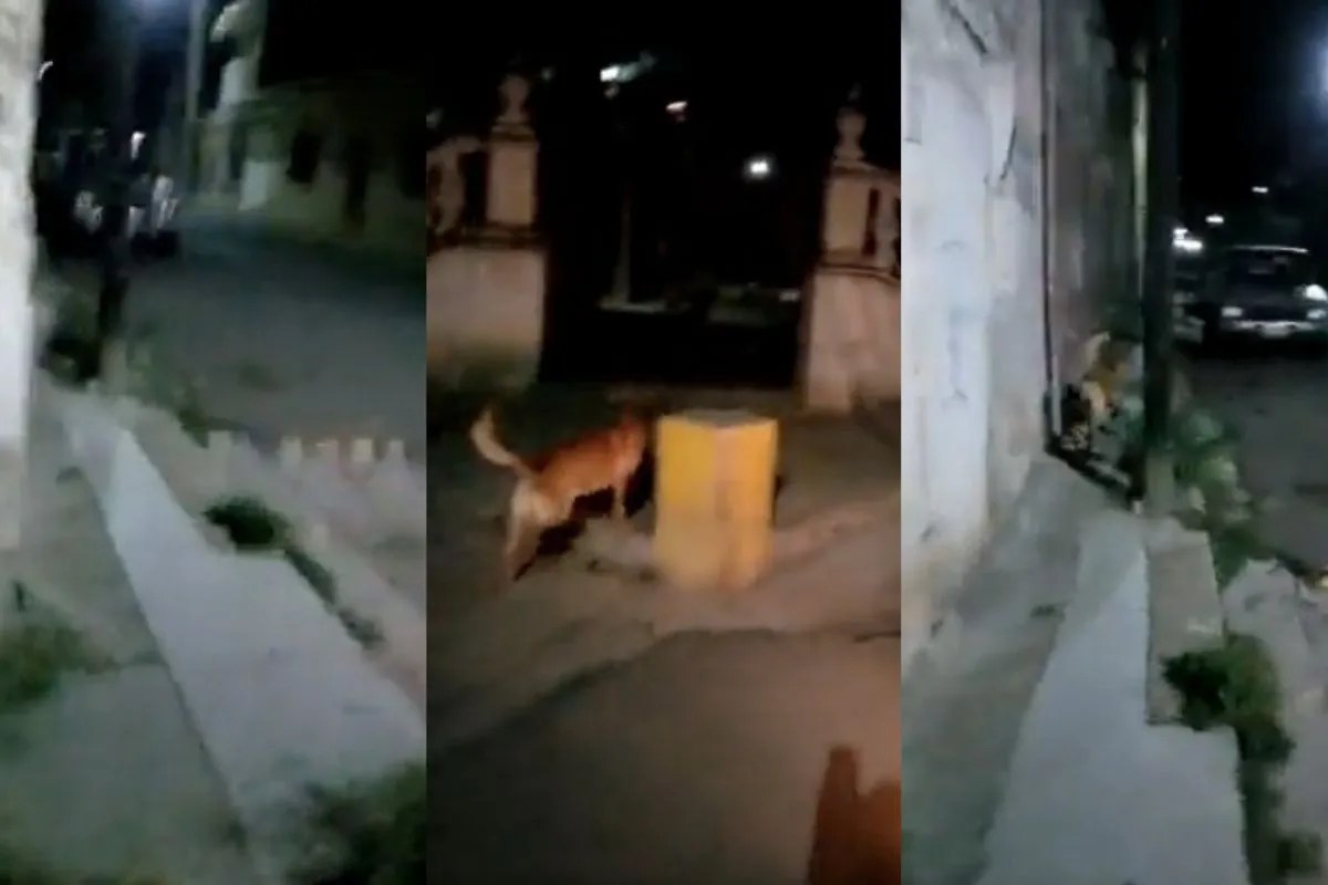 Videograban A Un Perro Cargando Una Cabeza Humana En Monte Escobedo