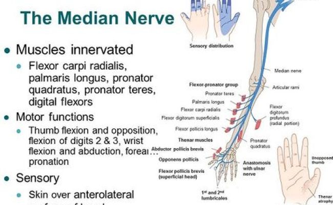 Median Nerve Anatomy Origin Course Branches And Clinical Anatomy