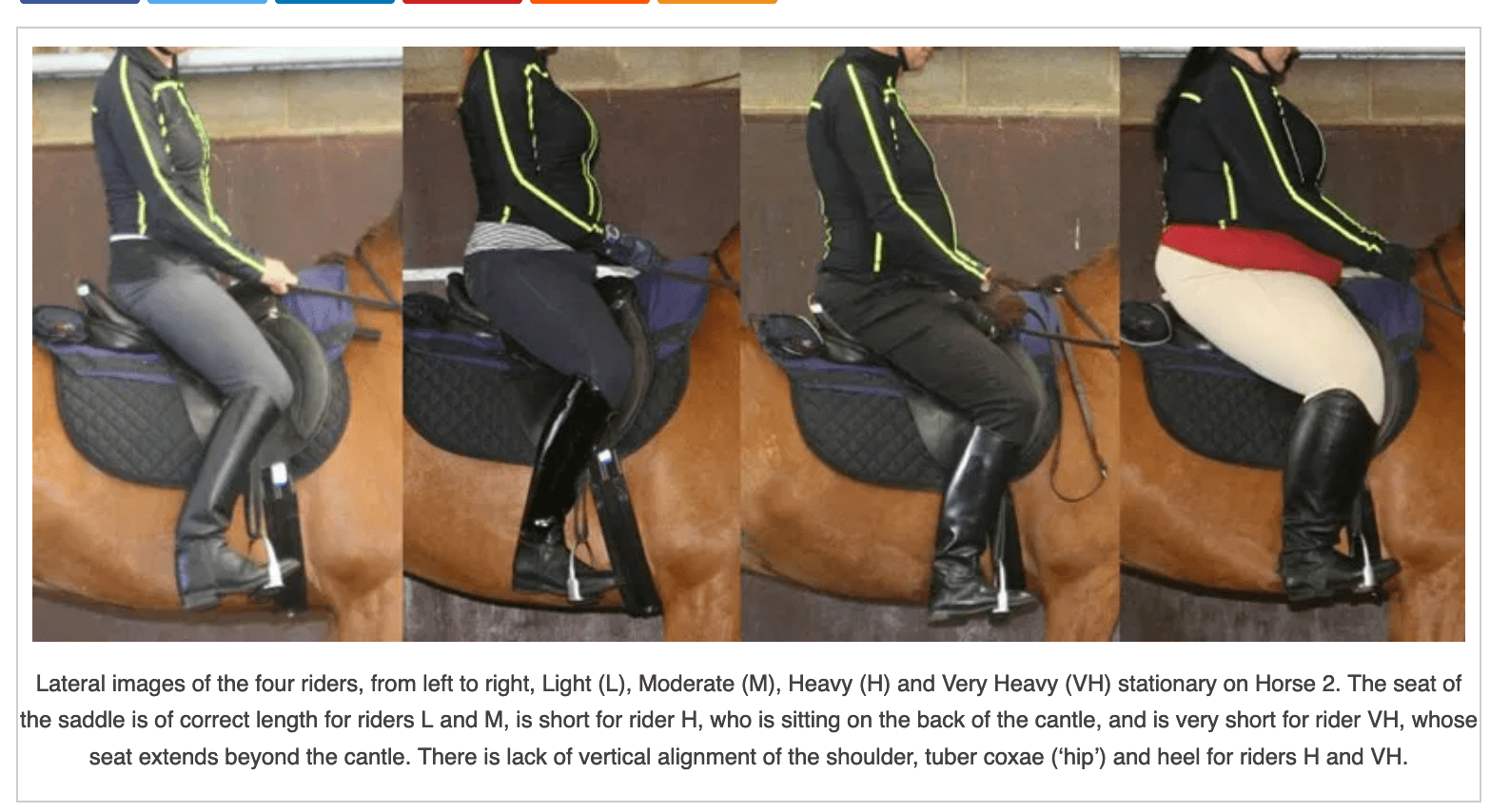 Horse Rider Weight Calculator Calculator Gwk