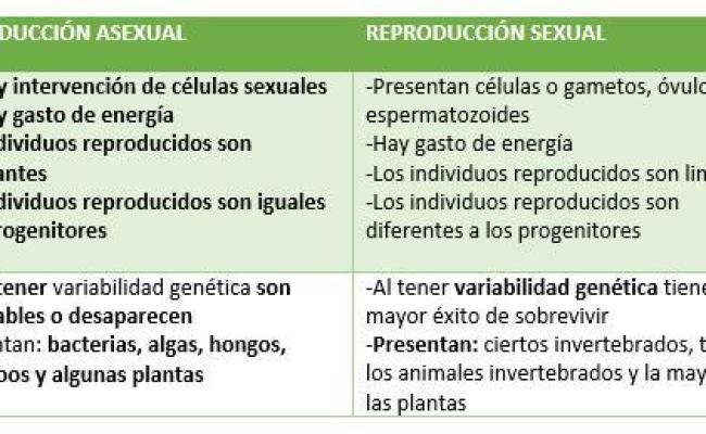 Ventajas Y Desventajas De La Reproduccion Asexual Y Sexual Porn Sex