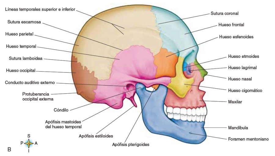 AnatomÍa QuirÚrgica Huesos De La Cara Esais European Studies In