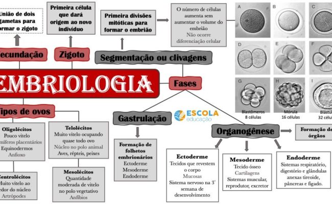 Mapa Mental Embriologia Humana Edukita Boredmonday