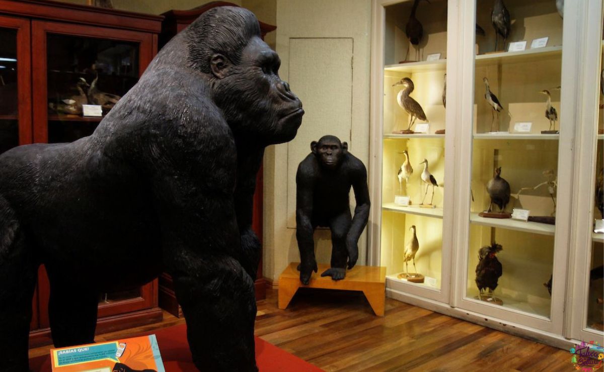 Museo De Historia Natural Y Cultura Ambiental En Cdmx ¿cuántas Salas De