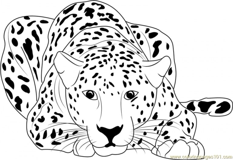 20 Free Printable Cheetah Coloring Pages