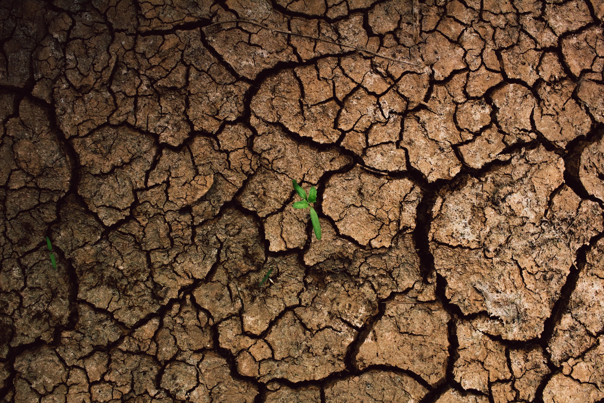 El Niño Provocará Sequías Más Severas Y Picos De Calor