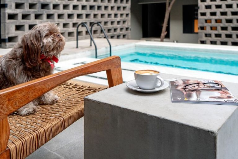 7 Hoteles Pet Friendly En La Cdmx Para No Dejar A Tu Mascota En Casa